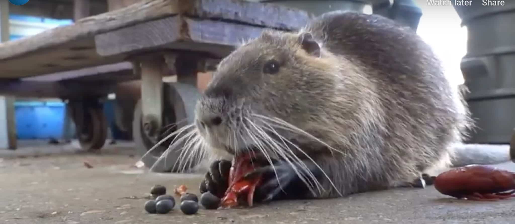 The Epic Saga of Neuty the Nutria - The American Spectator | USA News ...